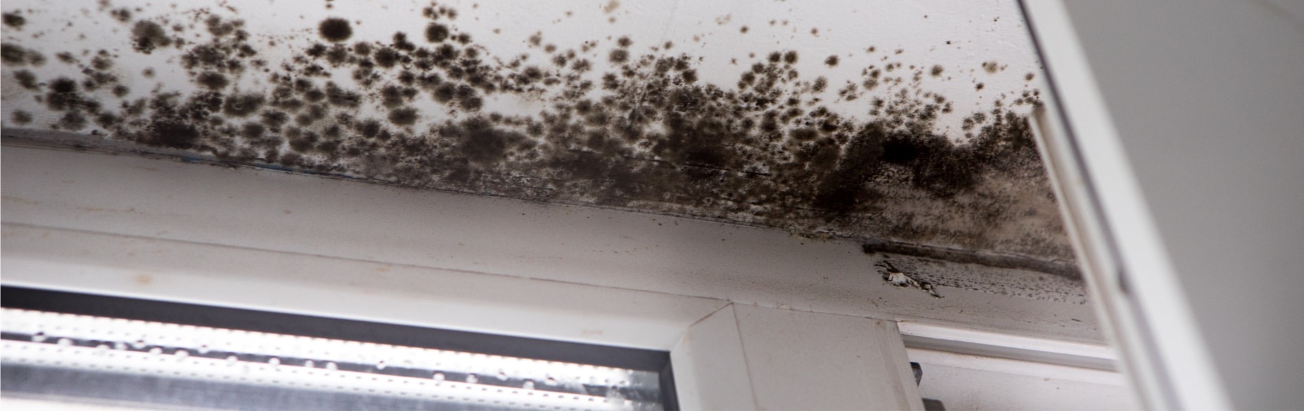 How To Spot Damp And What To Do When You Find It